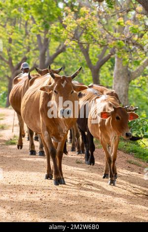 Cattleman guiding the herd of cows from behind. Long-horned alpha male ...