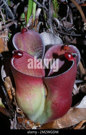 Colorful plant of Heliamphora pulchella, carnivorous pitcher plant on ...