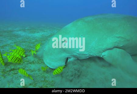 Dugong or sea cow, eating sea grass in Vanuatu, Pacific Ocean Stock ...