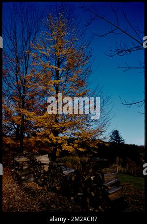 Firewood, fall foliage , Fuelwood, Autumn, Trees. Edmund L. Mitchell ...