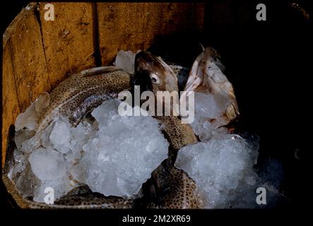 Fish in a barrel , Fish. Edmund L. Mitchell Collection Stock Photo - Alamy