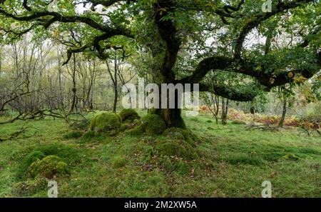Ariundle Oakwood National Nature Reserve, Ardnamurchan, Scotland Stock ...