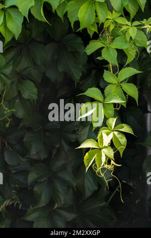 Part of a tree with leaves in a garden in view Stock Photo - Alamy
