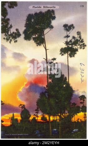 Florida silhouette , Tichnor Brothers Collection, postcards of the ...