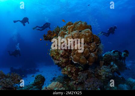 Healthy coral reef near Marsa Alam, Egypt with scuba divers in the ...