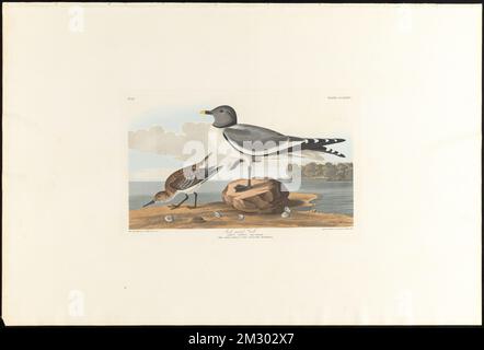 Fork-tailed Gull. Male., Audubon, John James, 1785-1851 Stock Photo - Alamy
