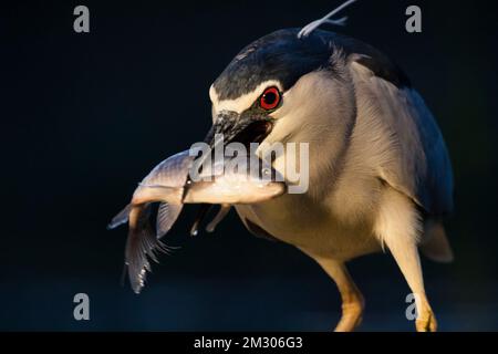 Kwak met gevangen vis in bek; Black-crowned Night Heron with caught ...