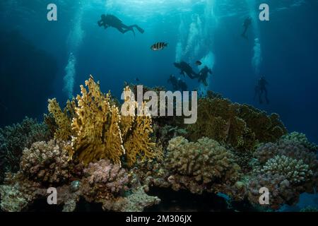 Healthy coral reef near Marsa Alam, Egypt with scuba divers in the ...