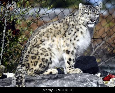 Illustration picture shows a snow leopard at the Pairi Daiza animal ...