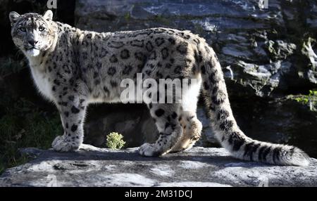 Illustration picture shows a snow leopard at the Pairi Daiza animal ...