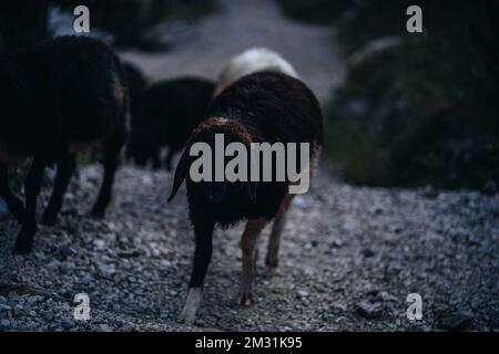 The black Romanov sheep on the gravel road Stock Photo - Alamy