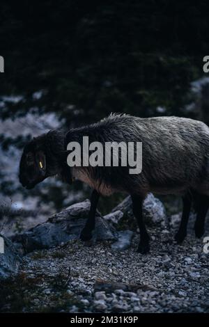 A vertical shot of the black Romanov sheep on the gravel road Stock ...