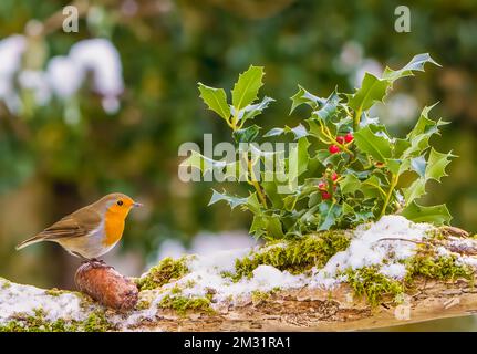 Christmas robin scene Stock Photo - Alamy