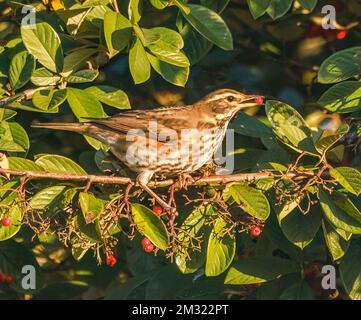 Redwing - Red-winged Thrush (Turdus iliacus) looking for berries on ...