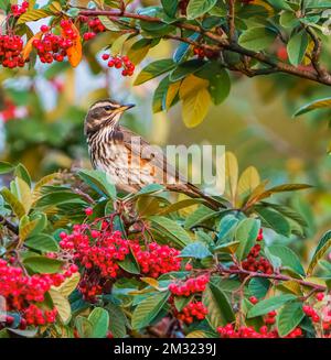 Redwing - Red-winged Thrush (Turdus iliacus) looking for berries on ...
