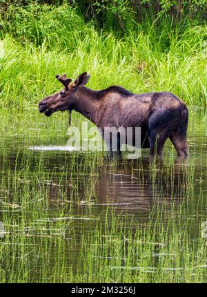 Young bull Moose (Alces alces) feeding on lake vegetation; Dease Lake ...