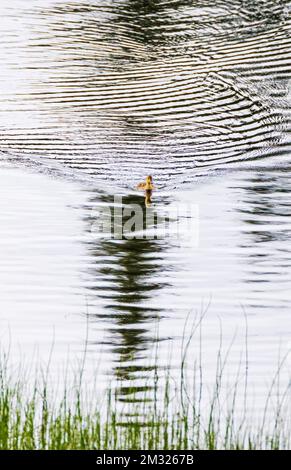 Green-winged-teal duckling; Dease Lake; along Stewart-Cassiar Highway ...