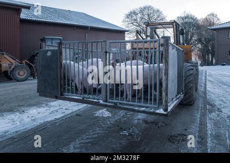 on a farm young pigs are transported in a cage by a wheel loader Stock ...