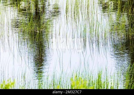 Marsh grasses in pond create abstract patterns; Dease Lake; along ...