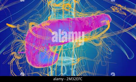 Pancreas 3D rendering illustration anterior or front view close-up ...
