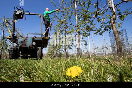 Illustration picture shows apple trees on fruit farm 'Fruitburght' in ...