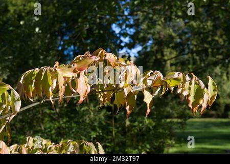Coloured Autumn foliage of Dogwood Cornus Kousa Greensleaves in UK ...