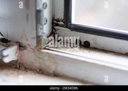 Poor quality windows. Due to poor ventilation, poor-quality ...
