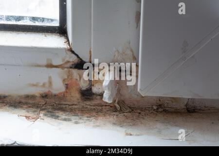 Poor quality windows. Due to poor ventilation, poor-quality ...