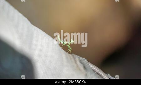 Scenery and wildlife shot in Aravaipa Canyon Wilderness Area in ...
