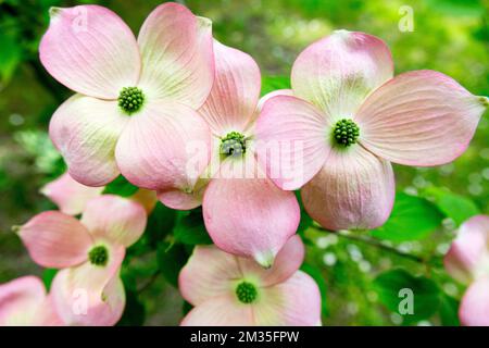 Cornus × rutgersensis Flowering dogwood Cornus Pink, Flower Cornus ...