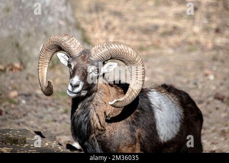 brown looking Goat with horns Stock Photo - Alamy