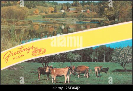 Greetings from , Lakes & ponds, Cattle, Tichnor Brothers Collection ...