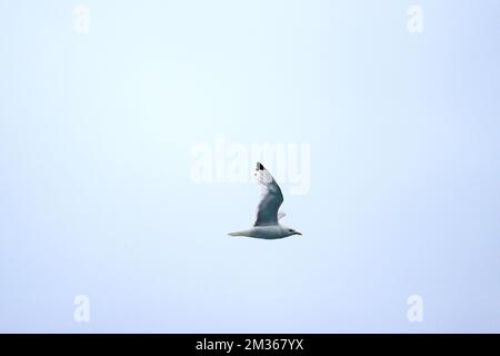 Gulls; seagull in flight; Valdez Arm; Prince William Sound; Valdez ...