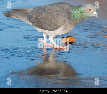 Pigeon walking on ice on the Cemetey Lake, Southampton Common Stock ...