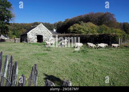 Cae Adda Byre, Old cowshed, with sheep at St Fagans National Museum of ...