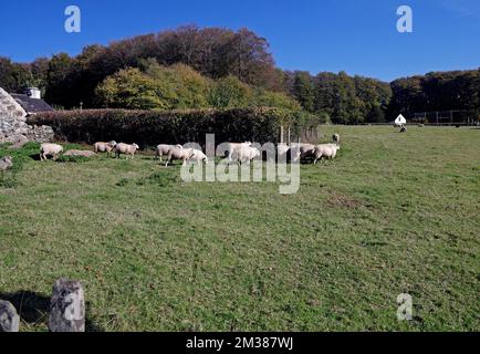 Sheep leaving Cae Adda Byre at at Saint Fagans museum, October ...