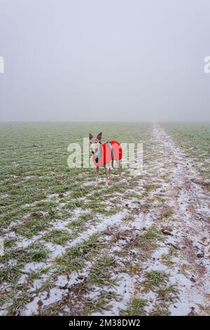 Whippet dog wearing a red winter jacket Stock Photo - Alamy
