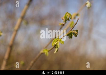 Illustration picture shows the sunny spring weather in Gent on Monday ...