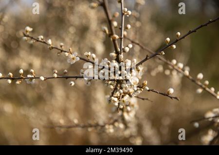 Illustration picture shows the sunny spring weather in Gent on Monday ...