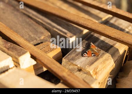 Illustration picture shows the sunny spring weather in Gent on Monday ...