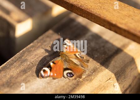 Illustration picture shows the sunny spring weather in Gent on Monday ...