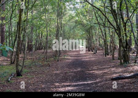 General view of the Bedser Trail on Horsell Common near Woking, UK Stock Photo - Alamy