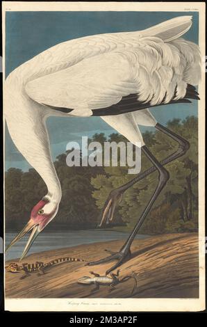 Whooping cranes (Grus americana) adult and young feeding Stock Photo ...