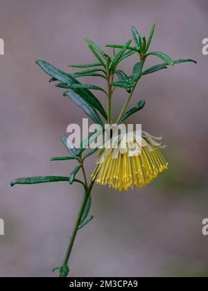 Diplolaena angustifolia, Yanchep Rose Stock Photo - Alamy