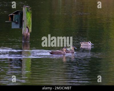 Pink-eared (Zebra) pink-eared duck (Malacorhynchus membranaceus ...