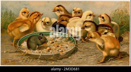The intruder , Chickens, Mice, Animal feeding. Louis Prang & Company ...