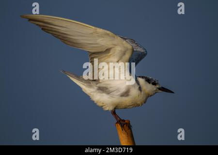 Kentish Plover at Chilka Bird Sanctuary in Odisha in India Stock Photo ...