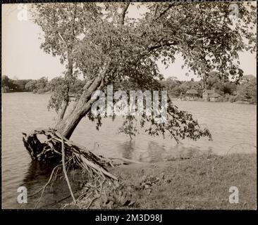Jamaica Pond. Tree roots all out in open , Trees, Lakes & ponds. Leon ...