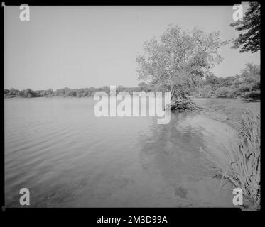 Jamaica Pond. Tree roots all out in open , Trees, Lakes & ponds. Leon ...