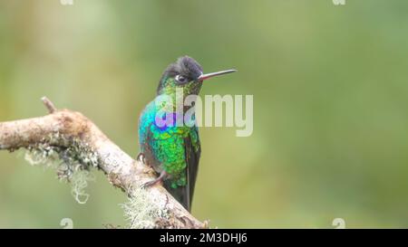 A closeup shot of a beautiful hummingbird flying to drink from flowers ...